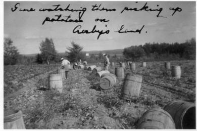 R] 1950s GROWING POTATOES